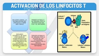 Activación de los Linfocitos T y funciones de las subpoblaciones-Inmunología.pptx