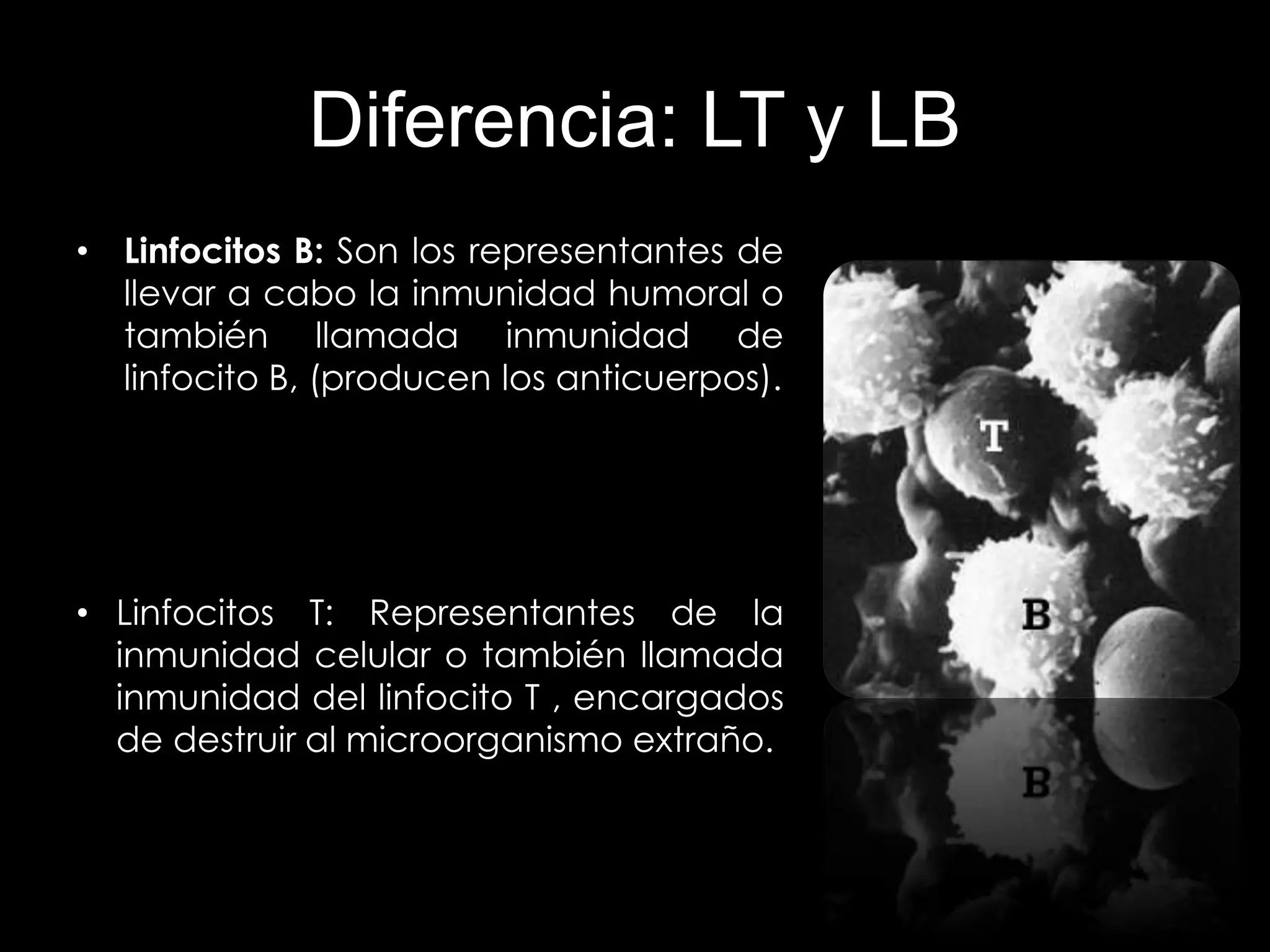 Linfocitos t (expo inmuno) | PPTX