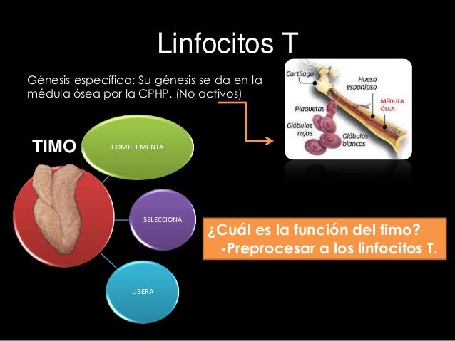Estrutura Dos Linfocitos T