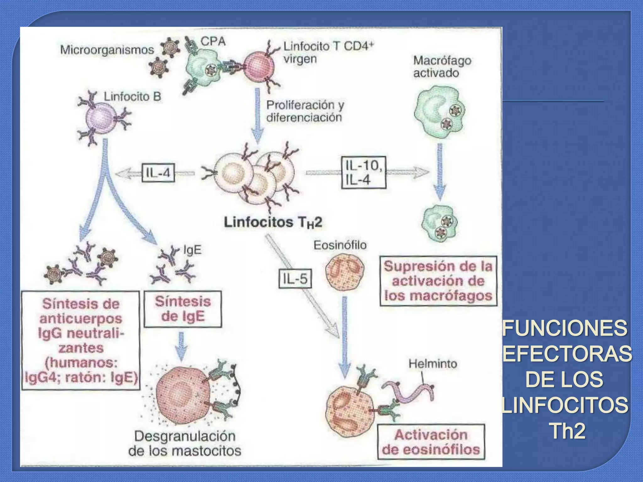 Linfocitos Th1 Y Th2
