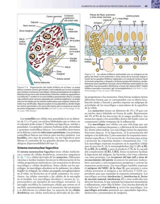 Linfocitos T Y B.pdf