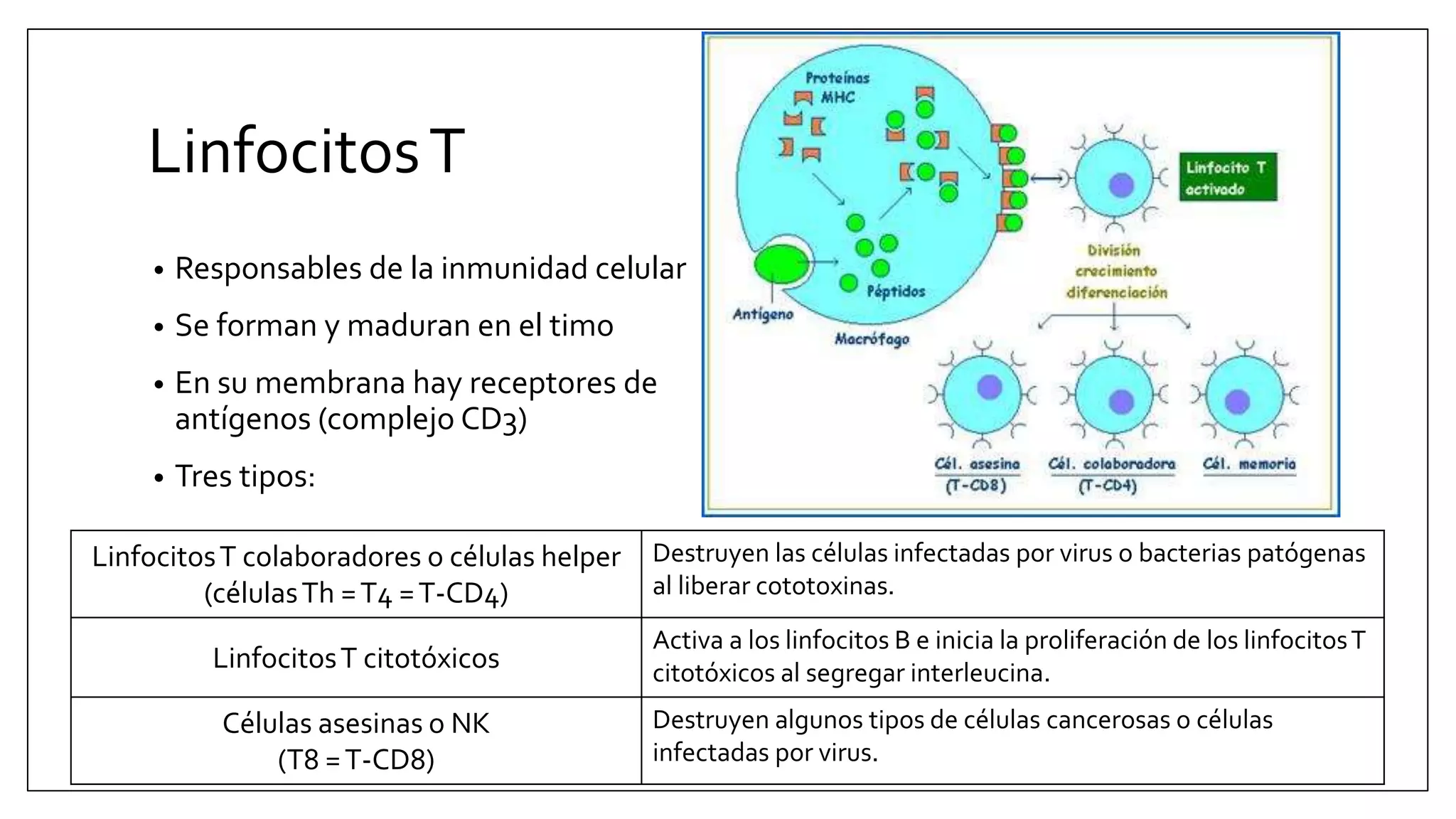 Tejido linfoide | PPTX
