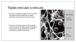 Tejido linfoide | PPTX