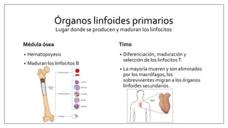 Tejido linfoide | PPTX
