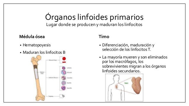 Tejido linfoide
