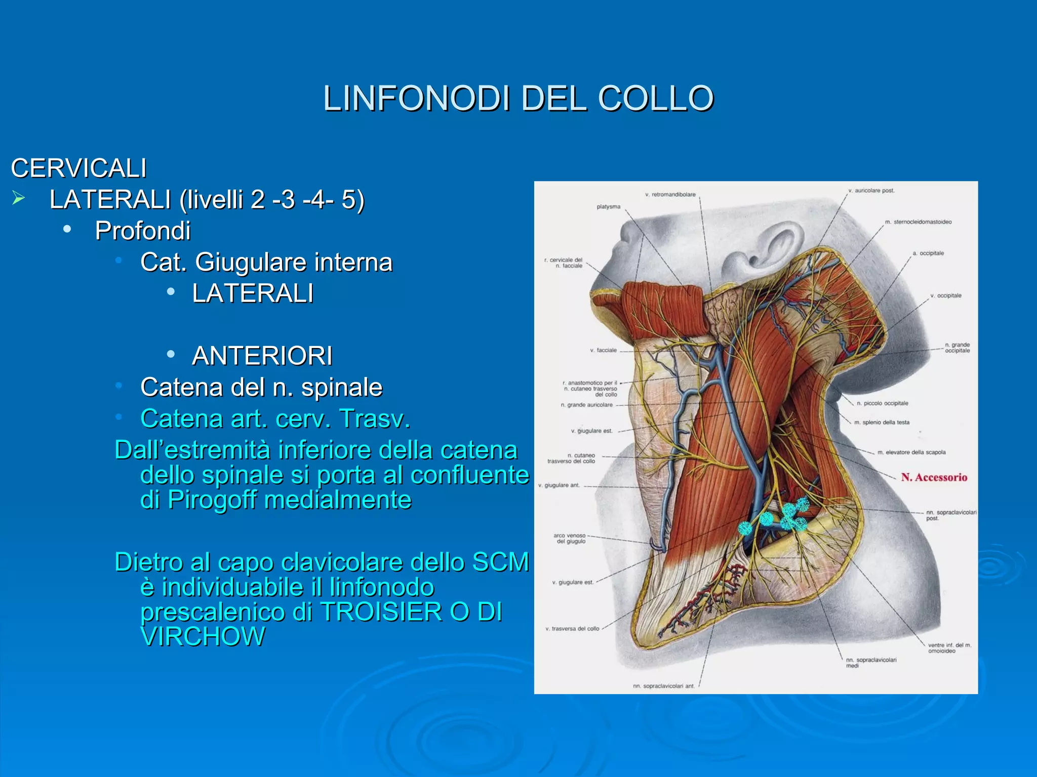 Linfonodi della testa | PPT