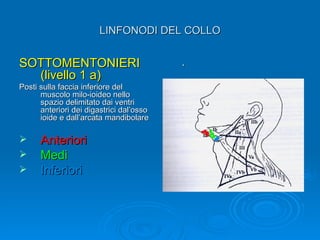 Linfonodi della testa | PPT