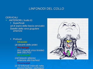 Linfonodi della testa | PPT