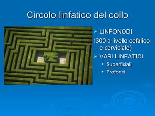 Linfonodi della testa | PPT