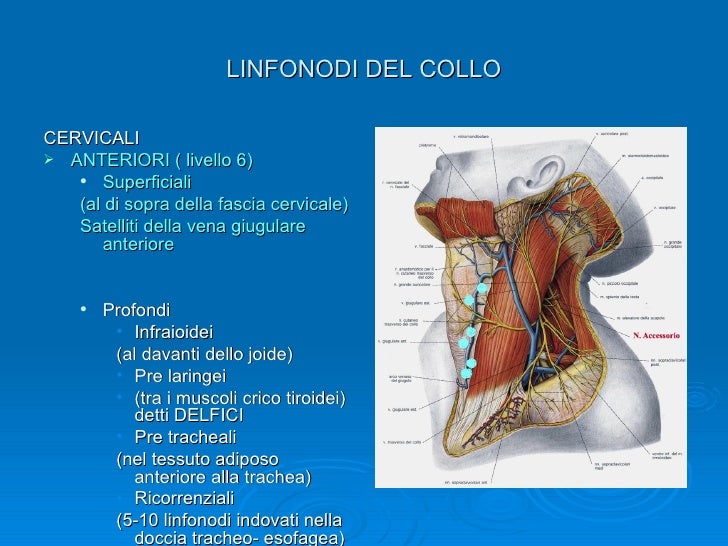 Cosa Sono E Dove Si Trovano I Linfonodi Inguinali Cosa