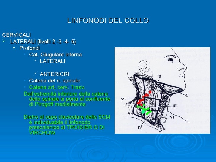 Linfonodi