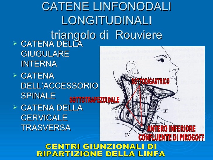 Linfonodi Della Testa E Del Collo Wikipedia
