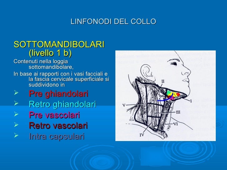 Linfonodi Della Testa E Del Collo Wikipedia