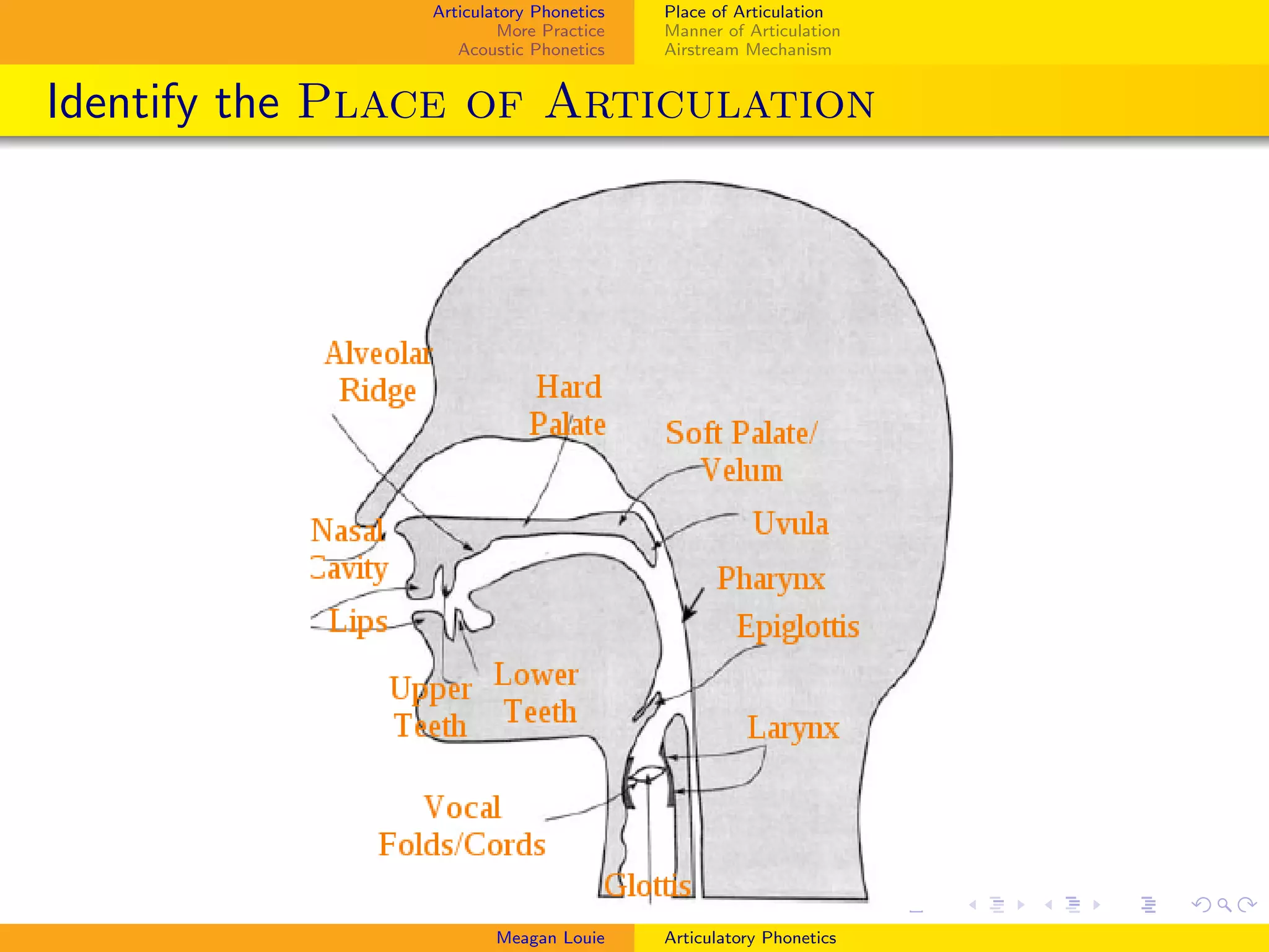 LING 100 - Practice with Articulatory Phonetics (Post-Class Slides) | PDF