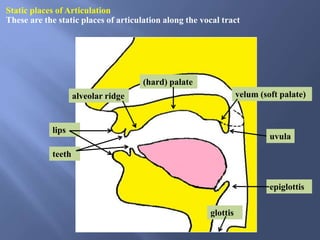 LING 103 2017 Phonetics 1.ppt | Ear, Nose and Throat Conditions ...