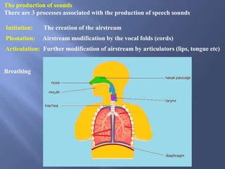 LING 103 2017 Phonetics 1.ppt | Ear, Nose and Throat Conditions ...