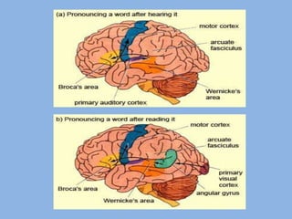 Linguistic oriented theories,behaviorism and innatism | PPTX