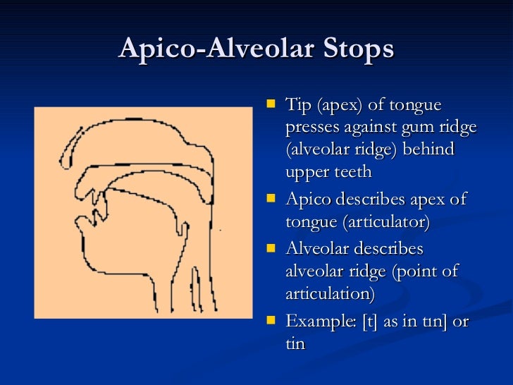 Alveolar Sounds at Bobby Gibson blog