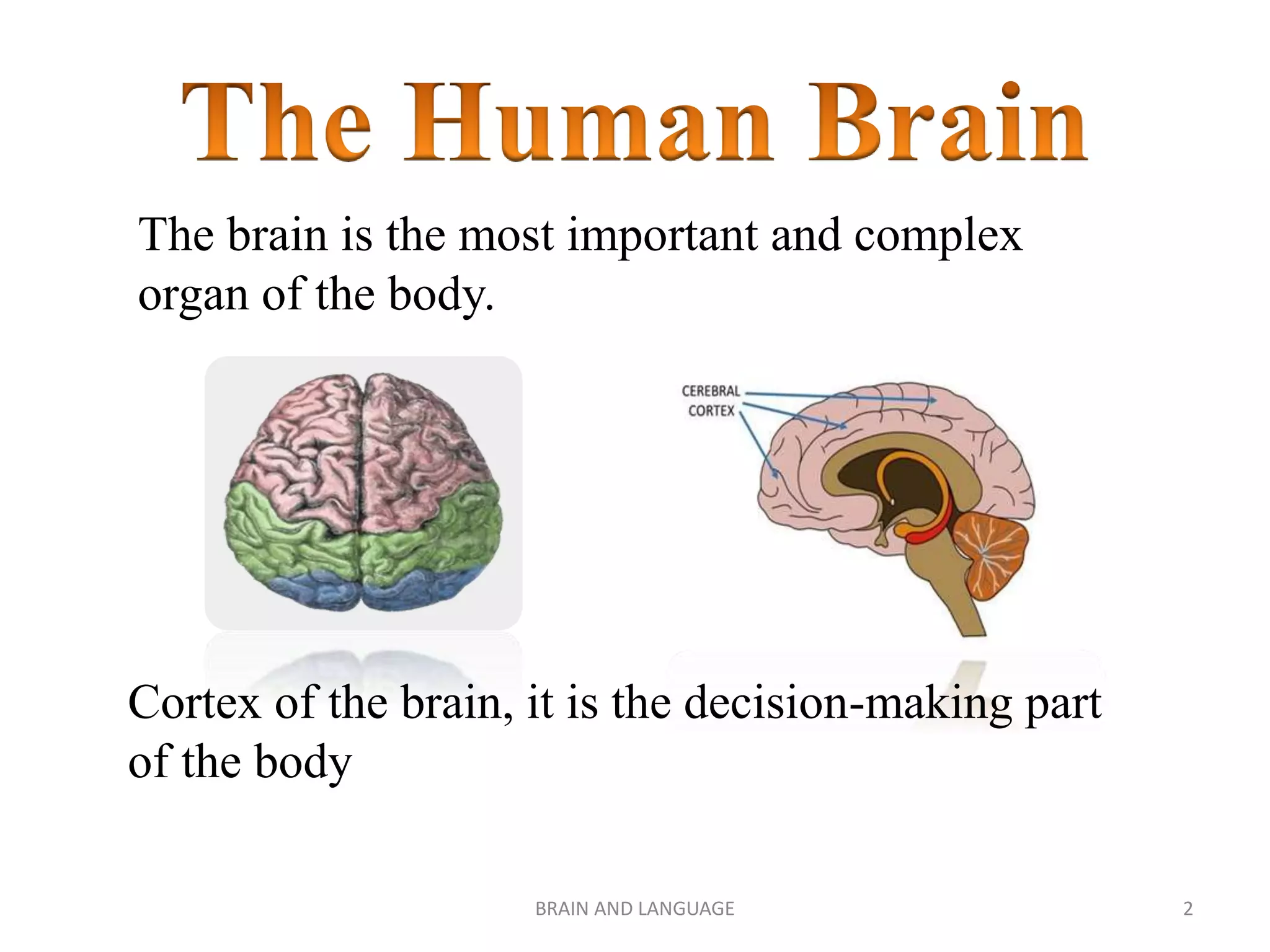 Brain and language | PPTX
