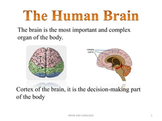 Brain and language | PPTX