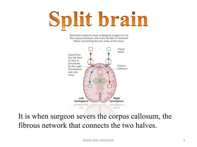 Brain and language | PPTX