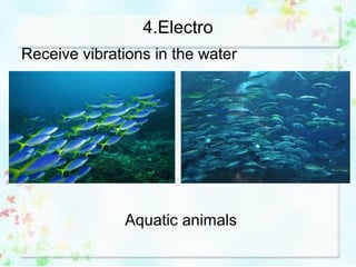 Linguistics animal communication | PPT