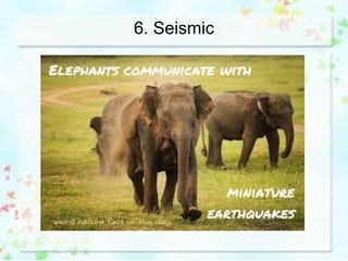 Linguistics animal communication | PPT