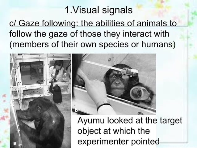 Linguistics animal communication | PPT