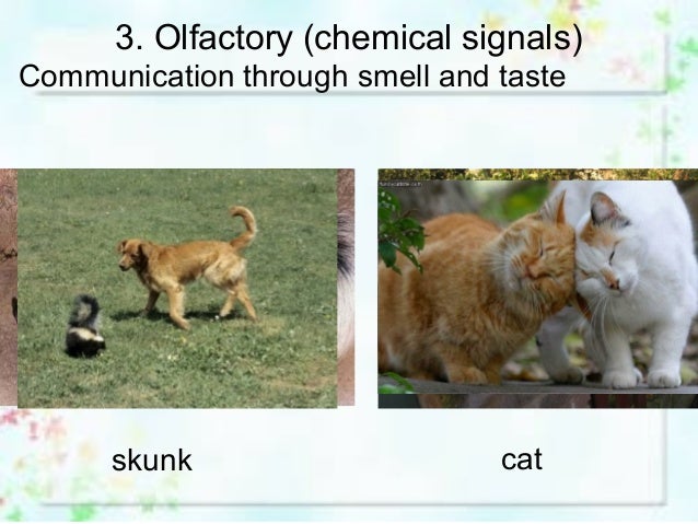 Linguistics animal communication