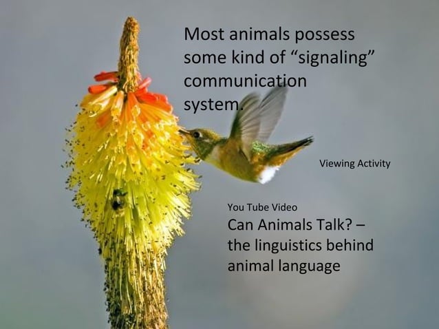 Linguistics Animal Languages | PPT