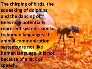 Linguistics Animal Languages | PPT