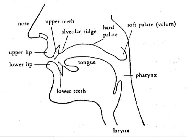 Linguistics hanoi university