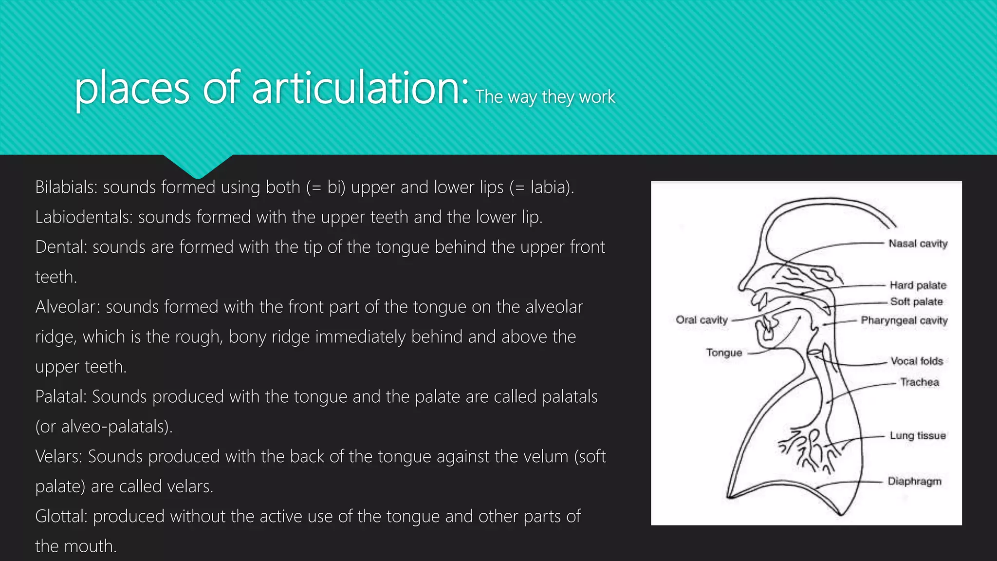 introduction to Linguistics" phonetics; manners of articulation and places of articulation" | PPTX
