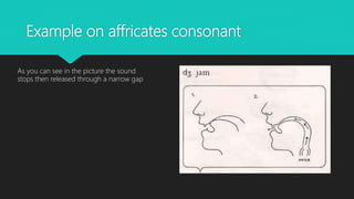 introduction to Linguistics" phonetics; manners of articulation and ...