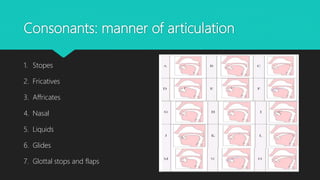 introduction to Linguistics" phonetics; manners of articulation and ...