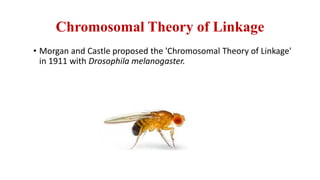 GENETIC LINKAGE - TYPES OF LINKAGE, LINKAGE GROUPS | PDF