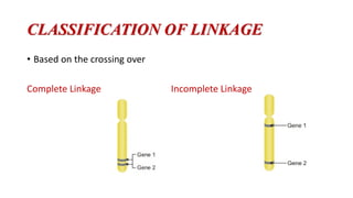 GENETIC LINKAGE - TYPES OF LINKAGE, LINKAGE GROUPS | PDF