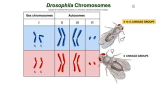 GENETIC LINKAGE - TYPES OF LINKAGE, LINKAGE GROUPS | PDF