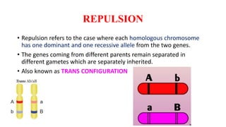 GENETIC LINKAGE - TYPES OF LINKAGE, LINKAGE GROUPS | PDF