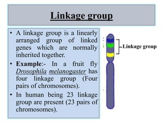 linkage-and-crossing-over.pdf
