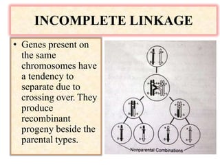 linkage-and-crossing-over presentation ppt | PPTX
