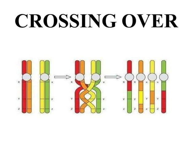 linkage-and-crossing-over presentation ppt | PPTX | Genetics | Science