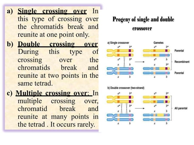 linkage-and-crossing-over presentation ppt | PPTX | Genetics | Science