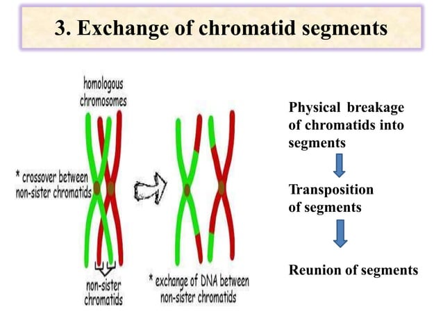 linkage-and-crossing-over presentation ppt | PPTX | Genetics | Science
