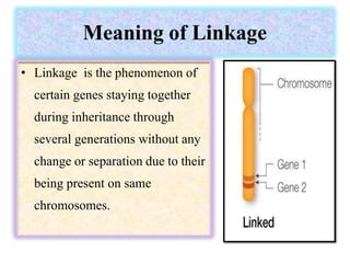 linkage-and-crossing-over presentation ppt | PPTX