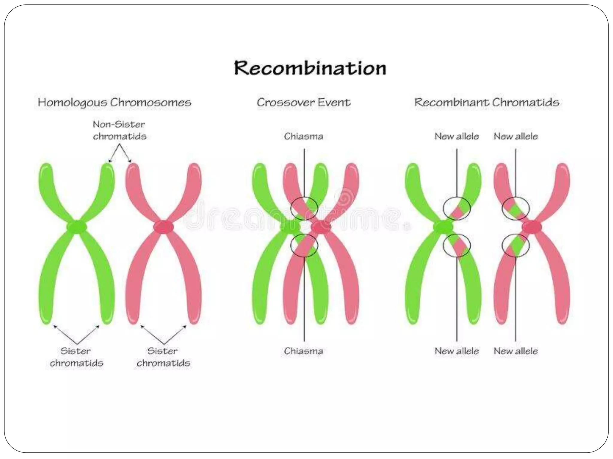 LINKAGE-AND-CROSSING-OVER-8.ppt