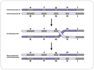 LINKAGE-AND-CROSSING-OVER-8.ppt