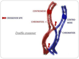 LINKAGE-AND-CROSSING-OVER-8.ppt