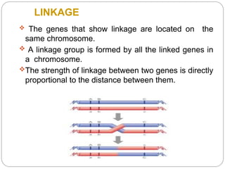 LINKAGE-AND-CROSSING-OVER genetics -8.ppt