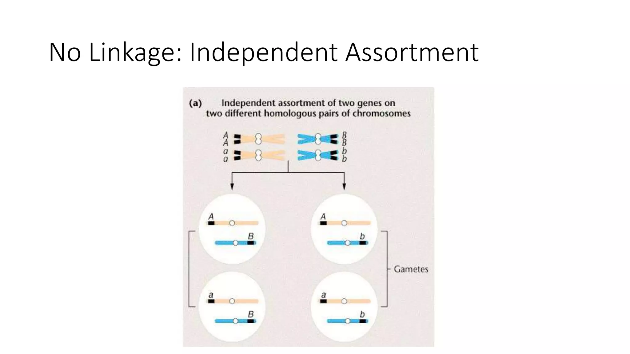 Linkage analysis and genome mapping | PPTX